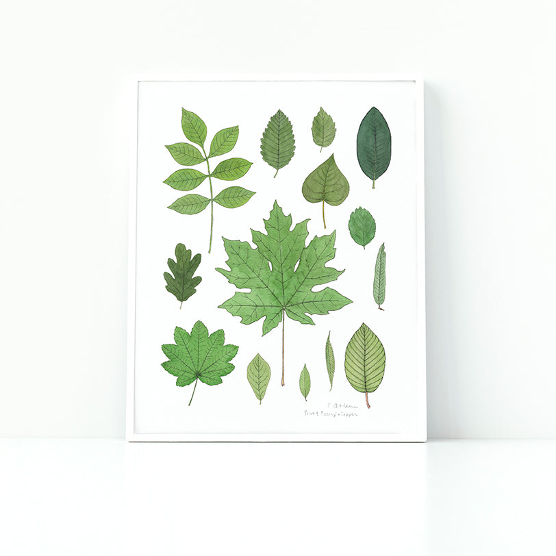 Native Deciduous Trees of the Pacific Northwest – Elizabeth Ahlem